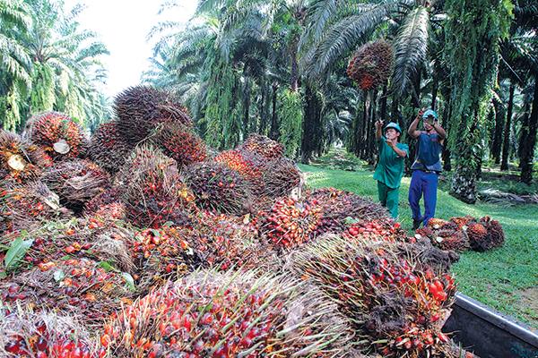 Malaysia palm production to worsen on El Nino - The Gulf Time Newspaper