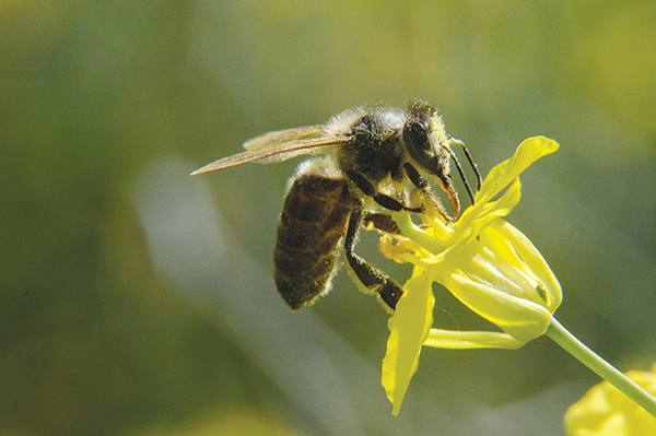 Saving the buzzing bees - The Gulf Time Newspaper