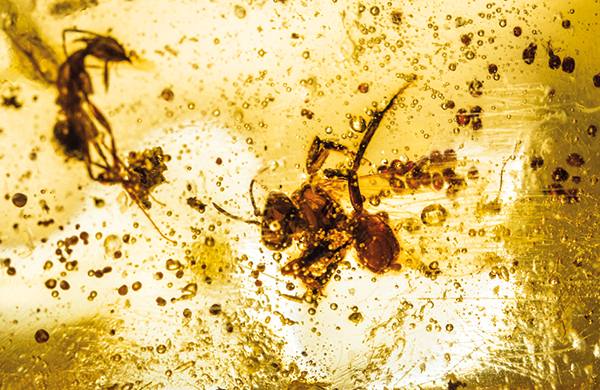 The secrets of amber fossils preserved in time – The Gulf Time Newspaper