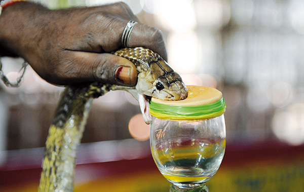 The snake-catching tribe saving lives in India – The Gulf Time Newspaper