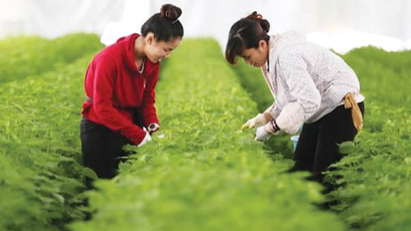 Humans beat robots as door opens for migrants in Japan – The Gulf Time ...